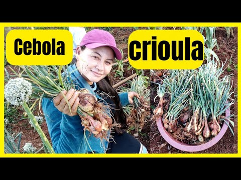 NOSSA INCRÍVEL COLHEITA DA CEBOLA MULATINHA CRIOULA .