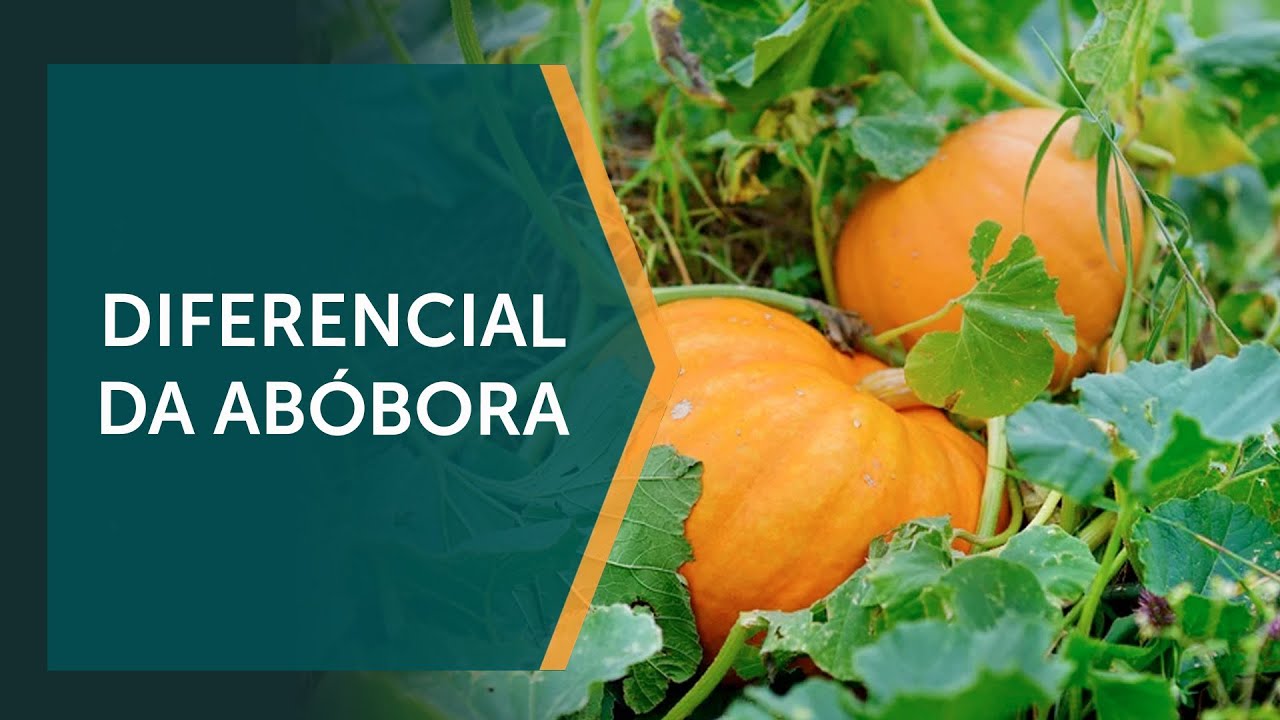 Moranga possui especificidades perante a abóbora tradicional - YouTube