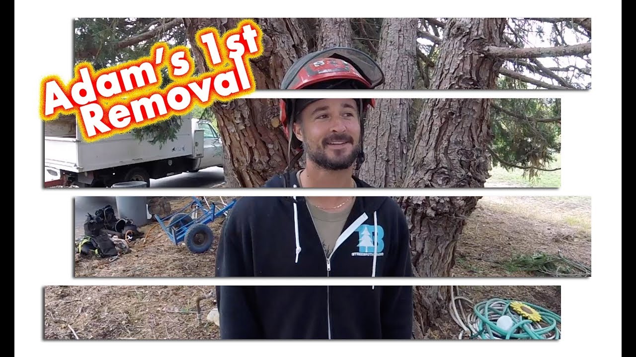 Adam's 1st Tree Removal - YouTube