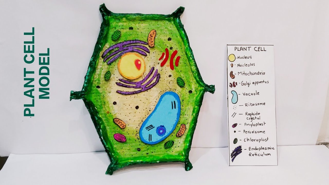 Plant cell 3D model making for science exhibition project | biology ...