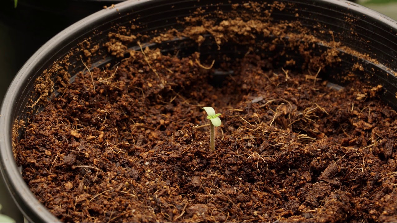 Seedling Time lapse Educational artistic documentary: - YouTube