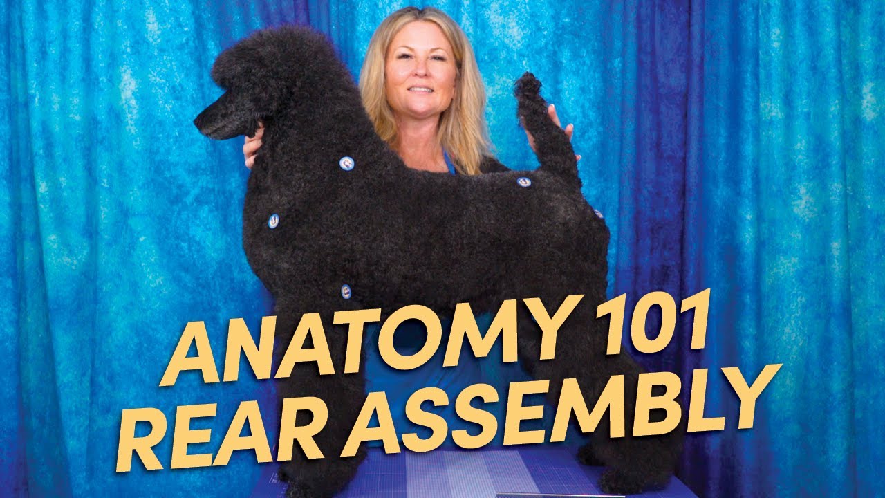 Rear Assembly & Angulation | Canine Anatomy 101 - YouTube