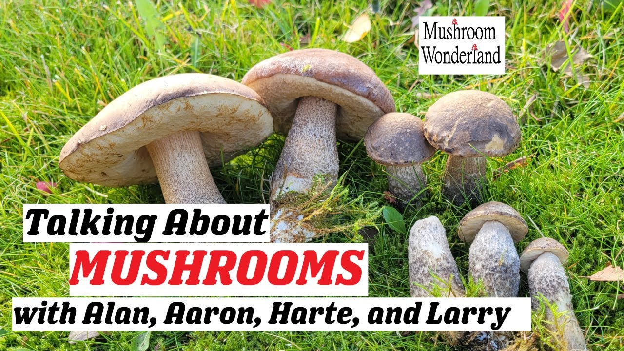 Talking about Mushrooms with Alan Rockefeller, Larry Evans, Harte ...