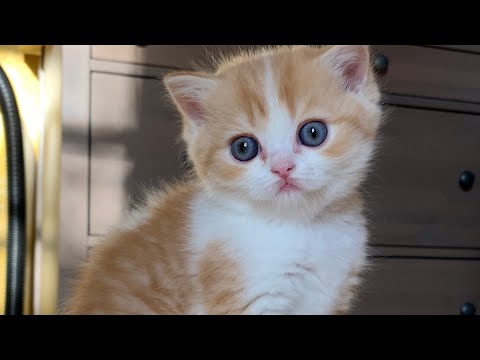 Nagato de Nekobaa, chaton Scottish Straight roux et blanc. Rigolo, câlin, grands yeux !