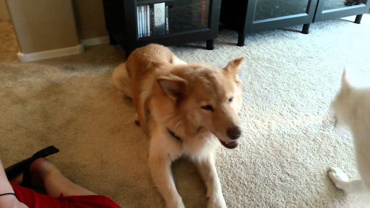 Narcoleptic dog passes out - YouTube