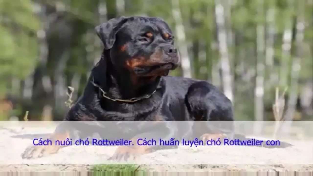 Cách nuôi chó Rottweiler Cách huấn luyện chó Rottweiler con - YouTube