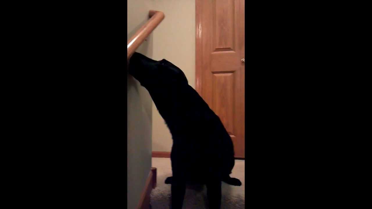 Black lab dog talking/howling - YouTube