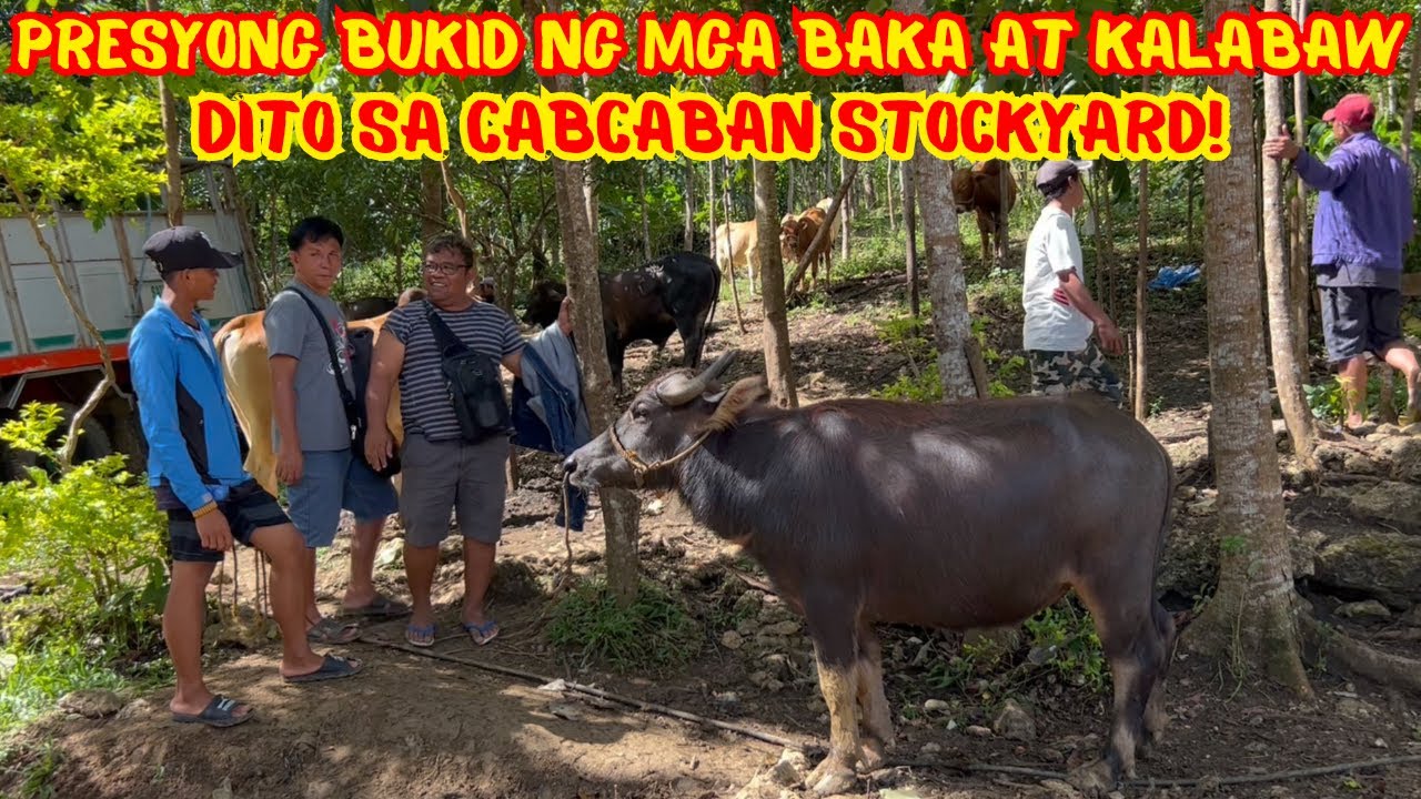 PRESYONG BUKID NG MGA BAKA AT KALABAW DITO SA CABCABAN STOCKYARD ...