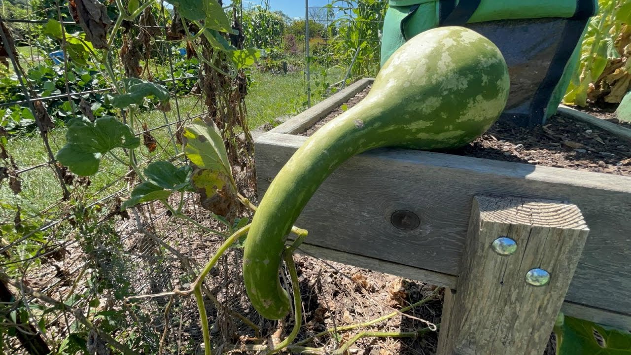 The Most Beautiful Gourds Garden - YouTube