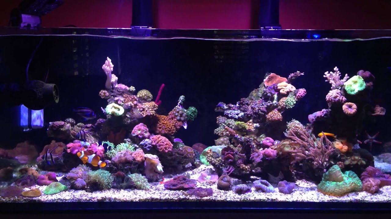 120 gal Reef Tank - YouTube
