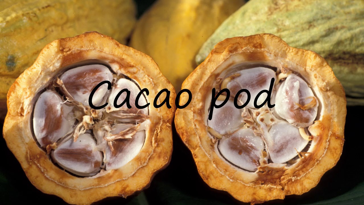 How To Say Cacao Pod In English YouTube how-to-say-cacao-pod-in-english-youtube