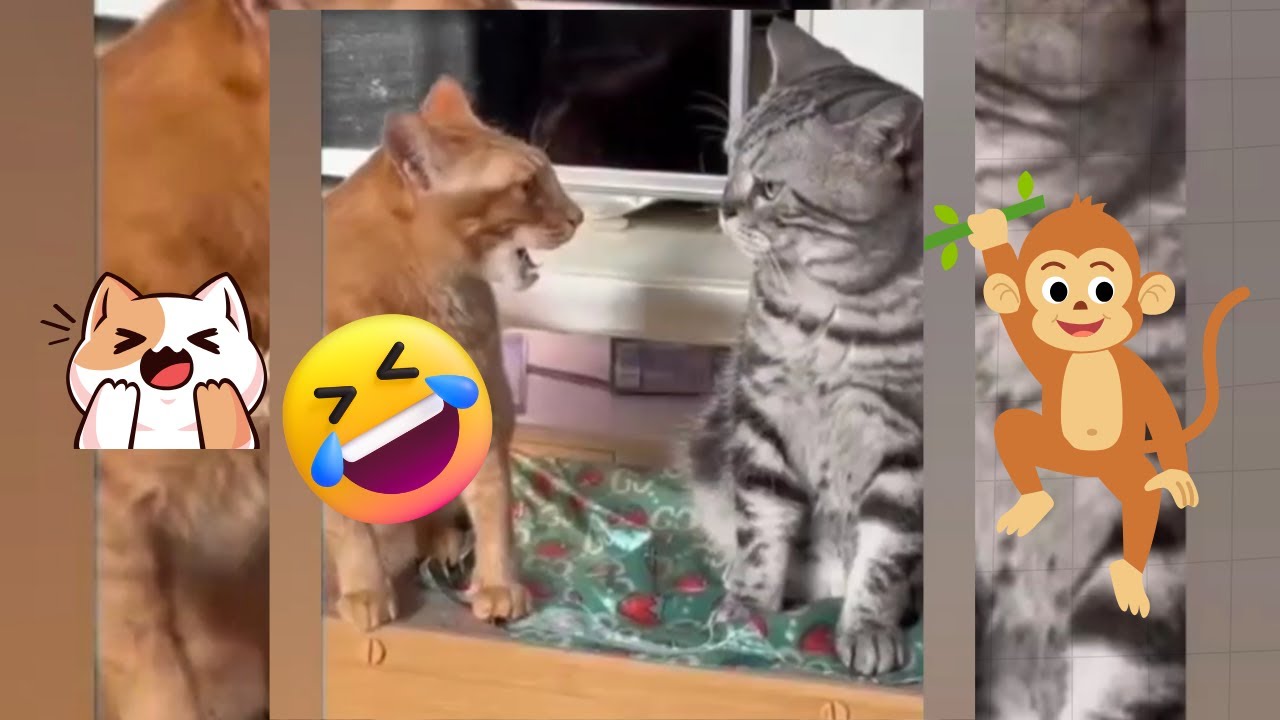 Animais engraçados Parte 02 - Cães, gatos e macacos aprontando todas ...