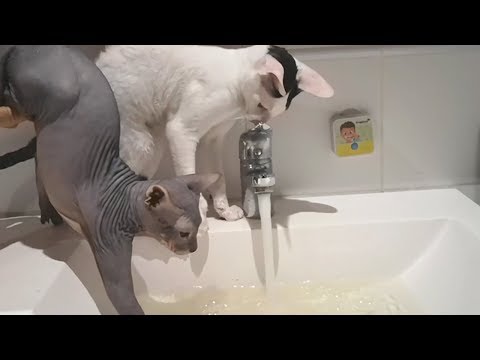 Cats Cornish Rex and Sphynx play with water. Sphynx washes