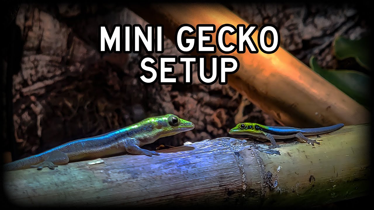 How I setup my Neon Day Gecko Bioactive Enclosure, Phelsuma klemmeri ...