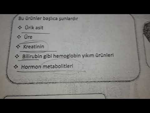 Fizyoloji sınavına çalışan ünili türbanlı.