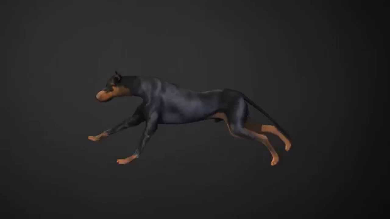 Dog Run Cycle - YouTube