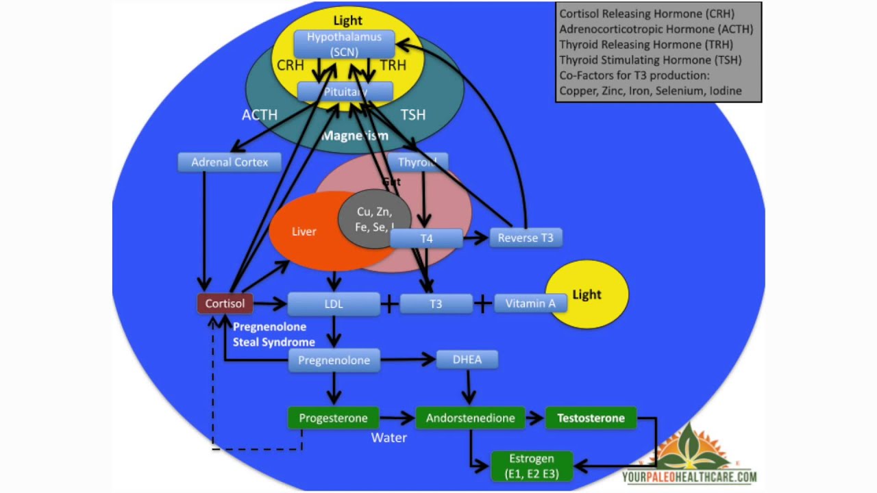 The Hormone Cascade and the Quantum Health Model - YouTube
