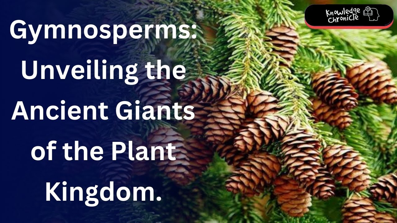 Gymnosperms: Unveiling the Ancient Giants of the Plant Kingdom. # ...