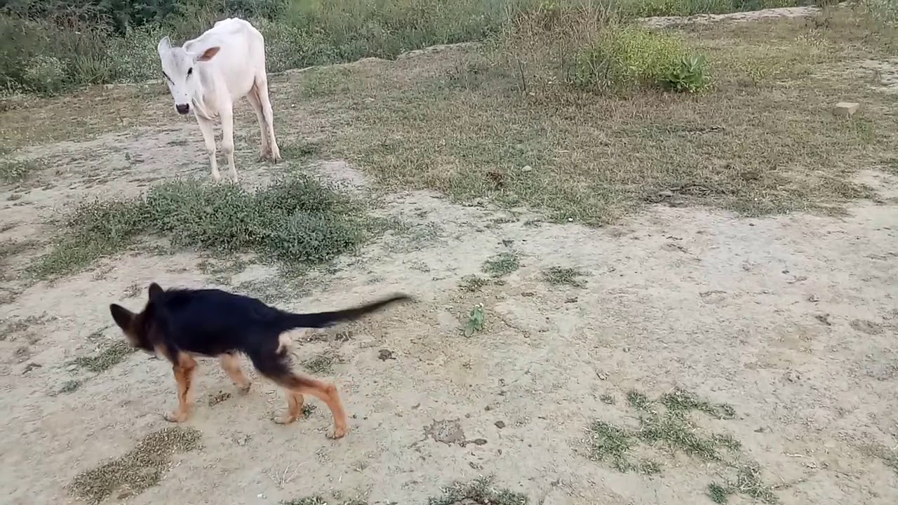 4 Month Female German Shepherd Dog (Roxy) bark cow - YouTube