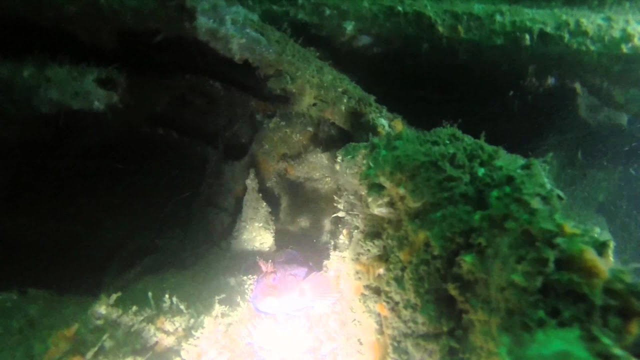 Plongée 2014 - Antifer - YouTube