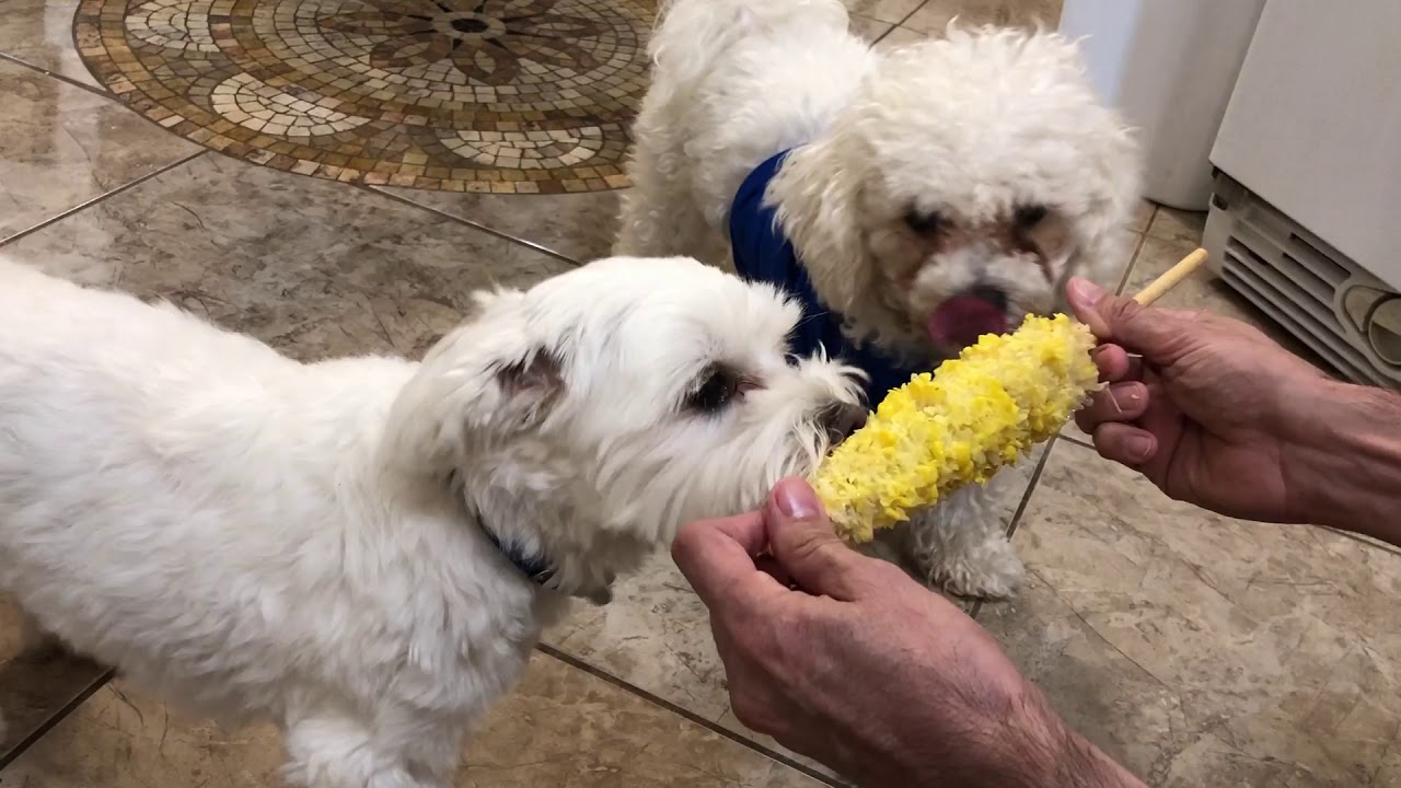 Dogs eating corn - YouTube