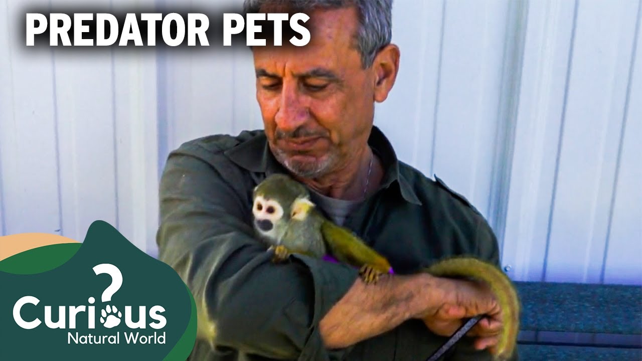 Charlie's Oddball Pets | Predator Pets | Curious?: Natural World - YouTube