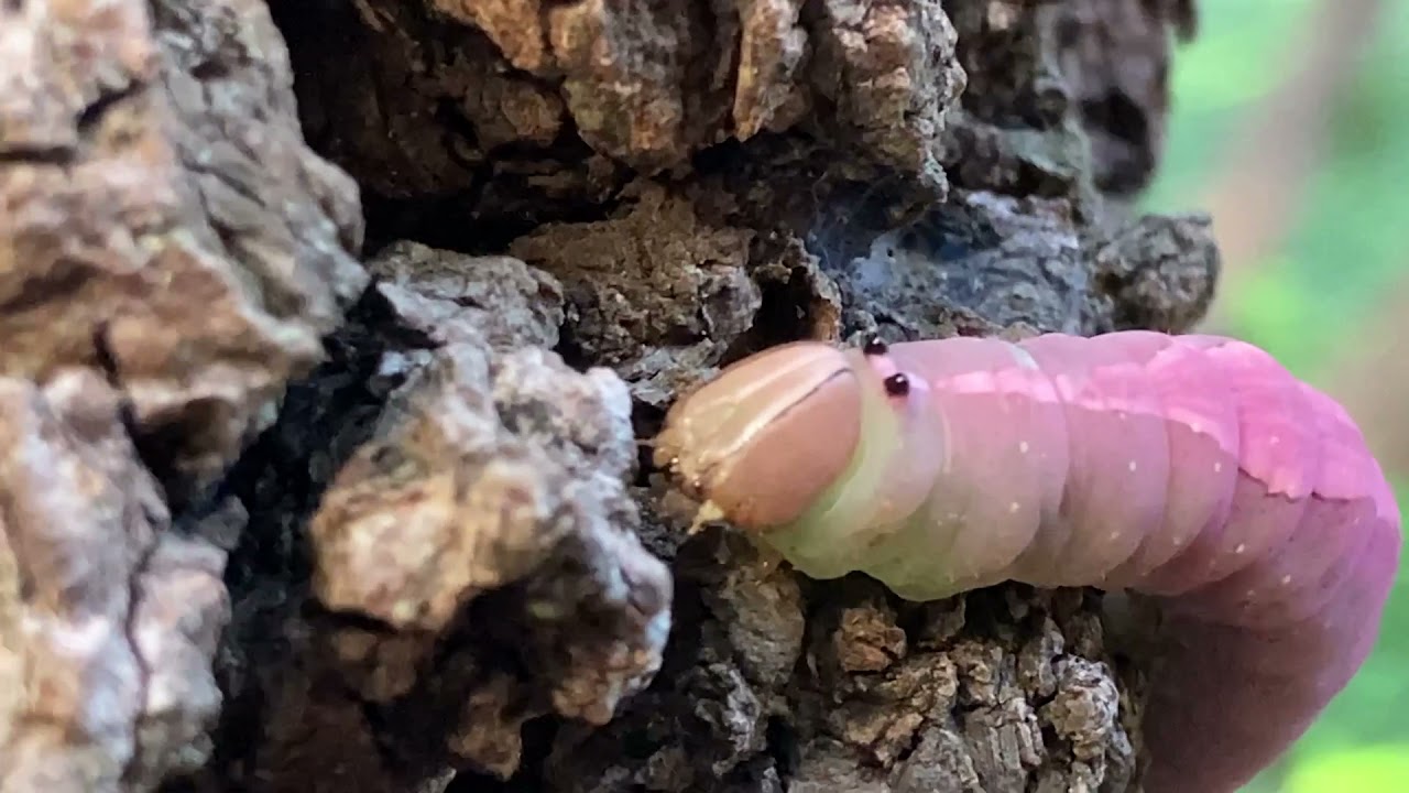 7 Pink Caterpillars in Your Yard? An Easy ID Guide for You