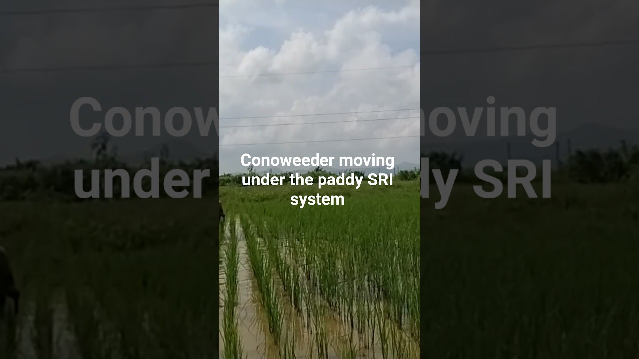 // Conoweeder moving under paddy SRI system // - YouTube