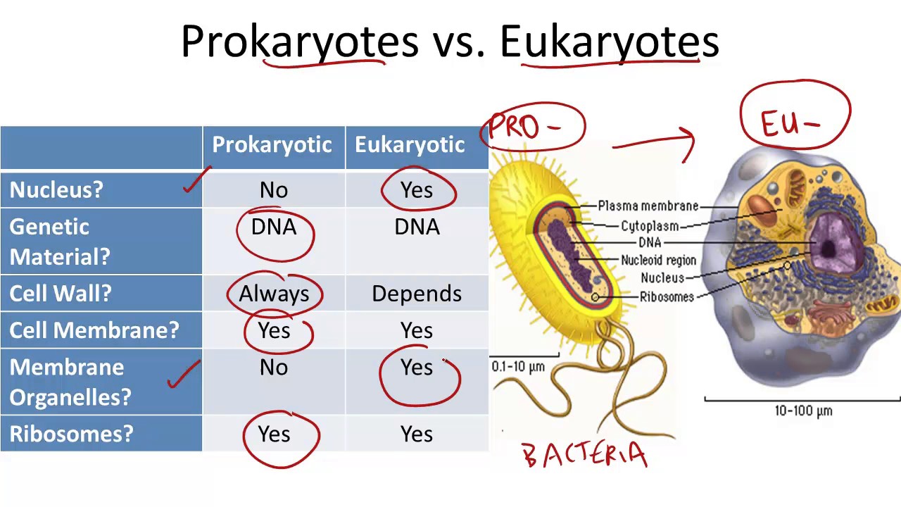 Prokaryotic Examples