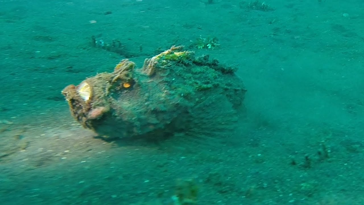 HUGE STONEFISH jumping around - HD - YouTube