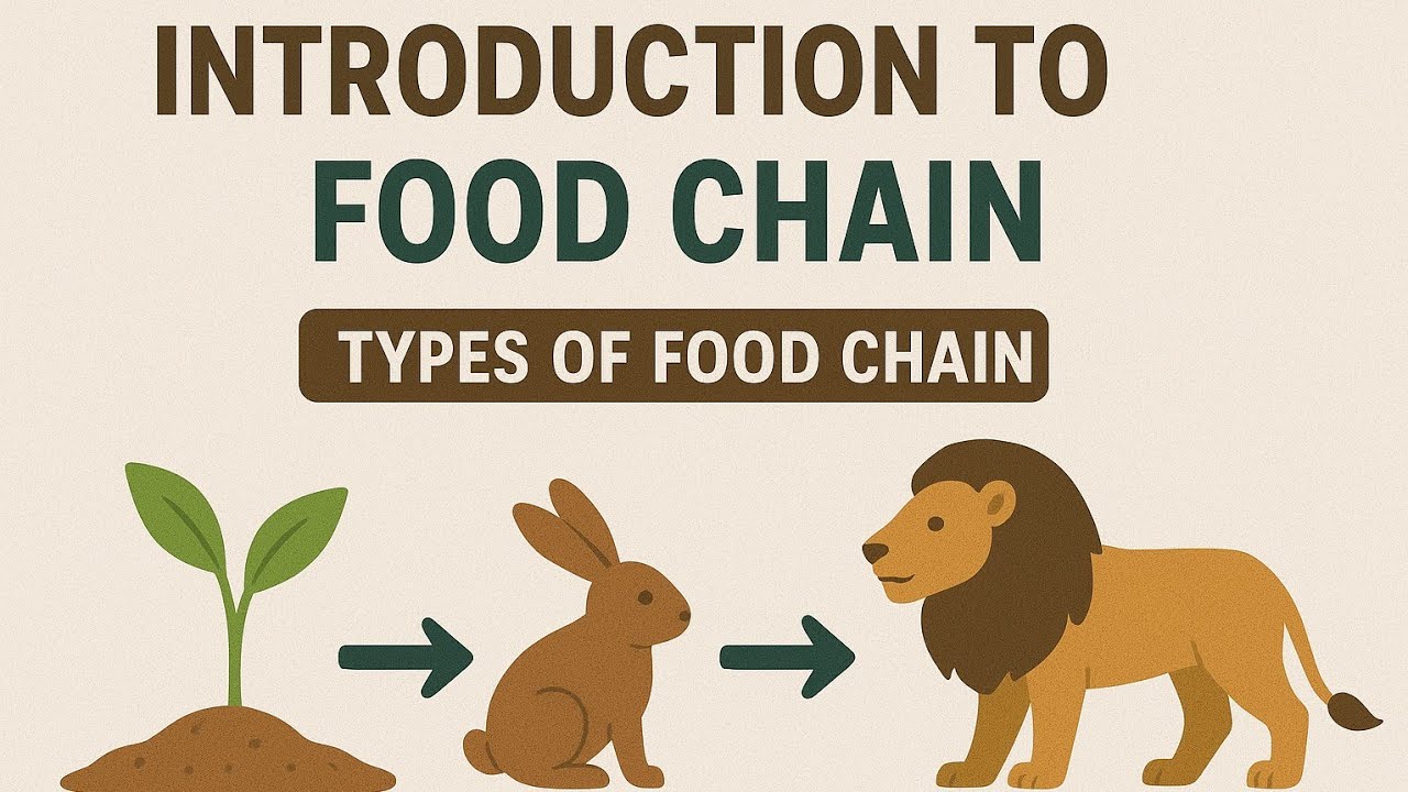 Introduction to Food Chain | Types of Food Chain | Energy ...