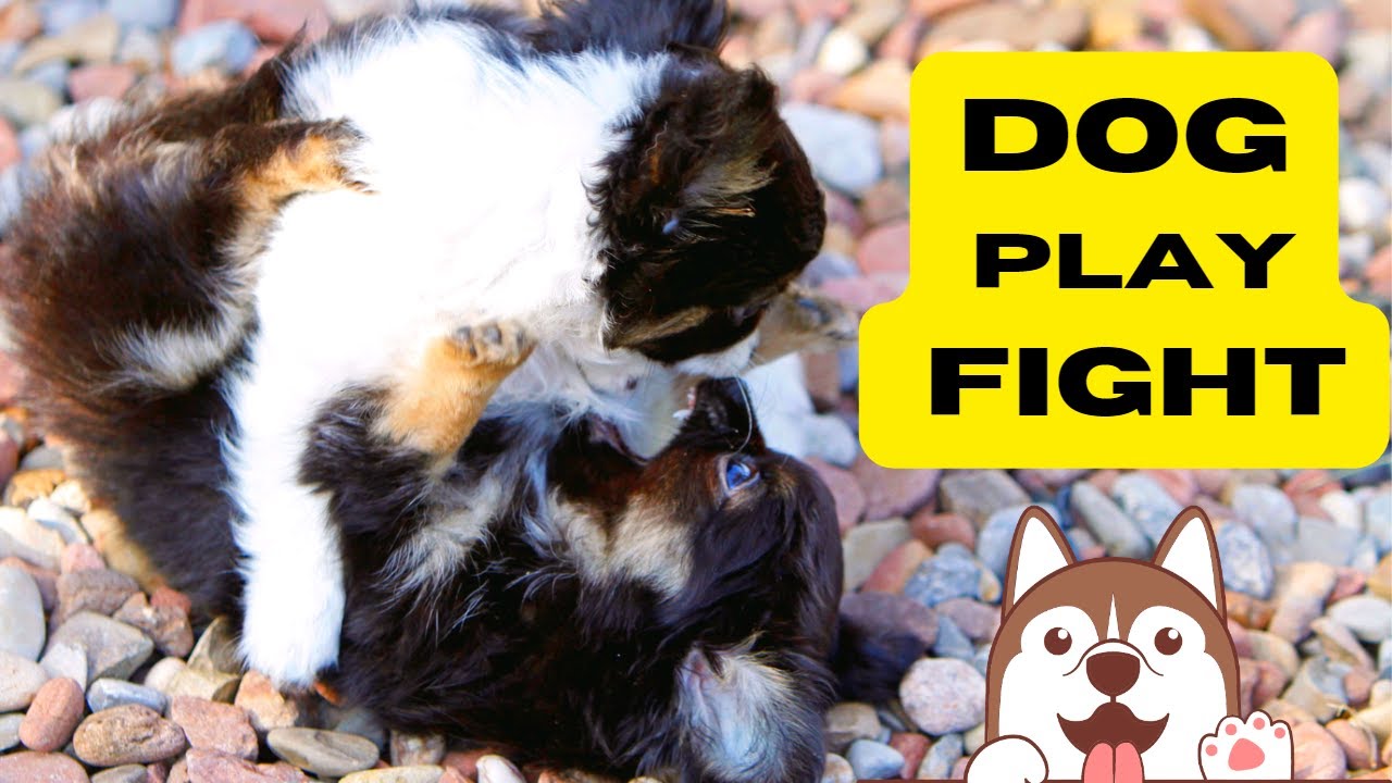 DOGS PLAY FIGHTING - YouTube