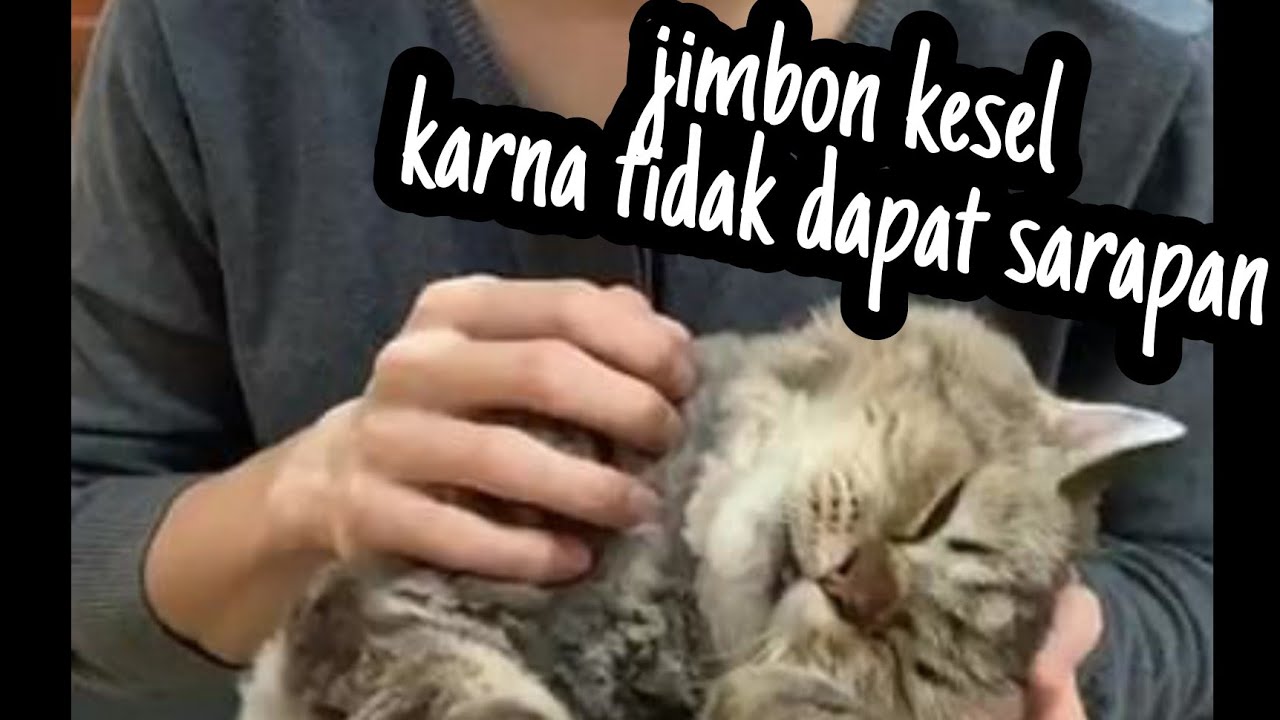 jimbon dan dikta sarapan pagi! Live instagram dikta - YouTube
