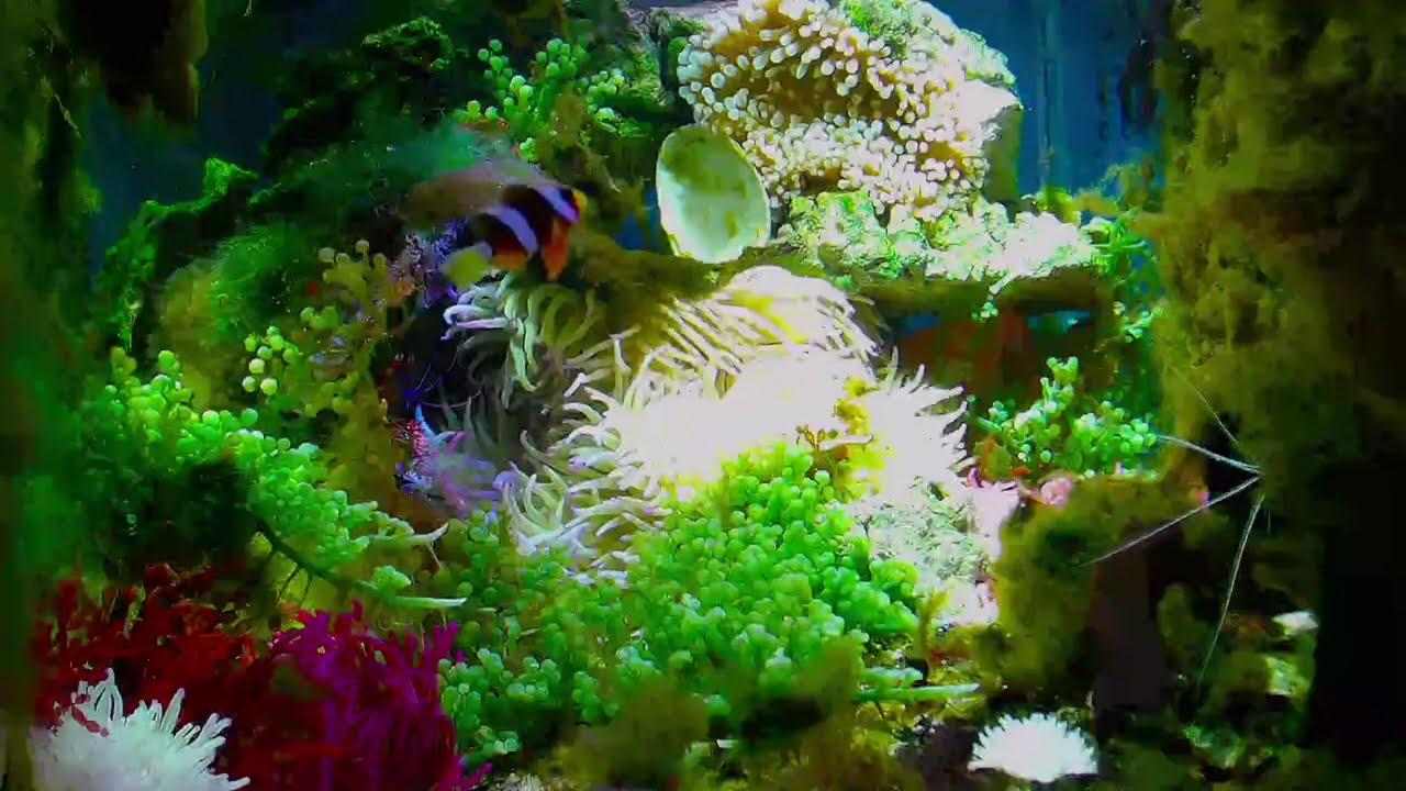at this time eal life Marine fish tanks in the home - YouTube