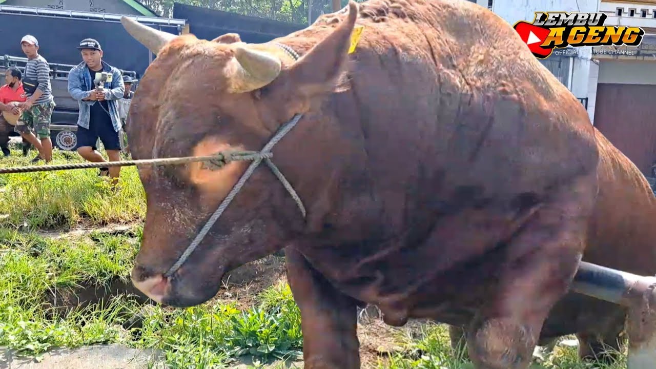 SAPI RAKSASA TURUN GUNUNG HEBOHKAN PASAR ‼️american bull - YouTube