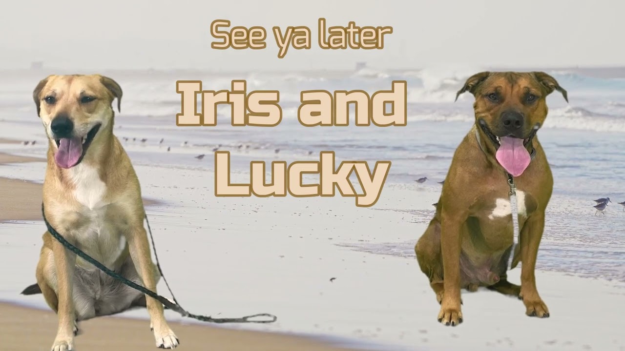 Lucky And Iris At Pawtown Youtube 0214