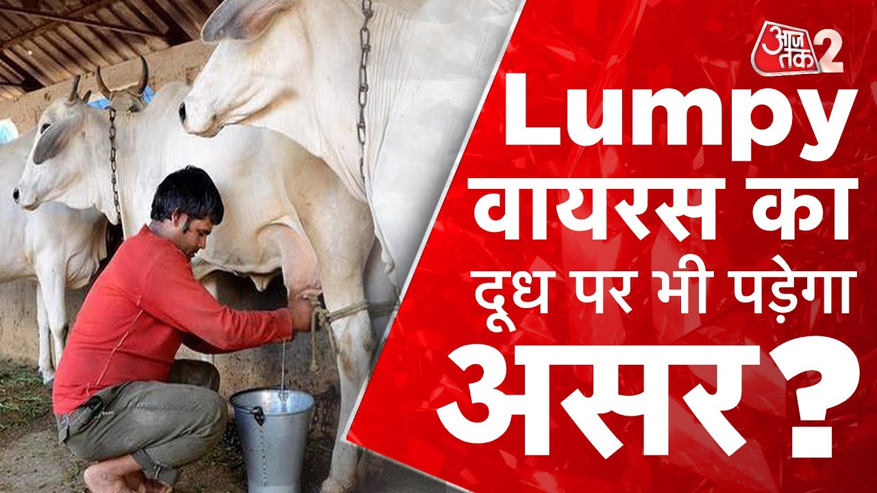 लंपी वायरस का दूध पर भी पड़ेगा असर ? | Lumpy Virus Disease । Aajtak LIVE | AT2 LIVE - YouTube
