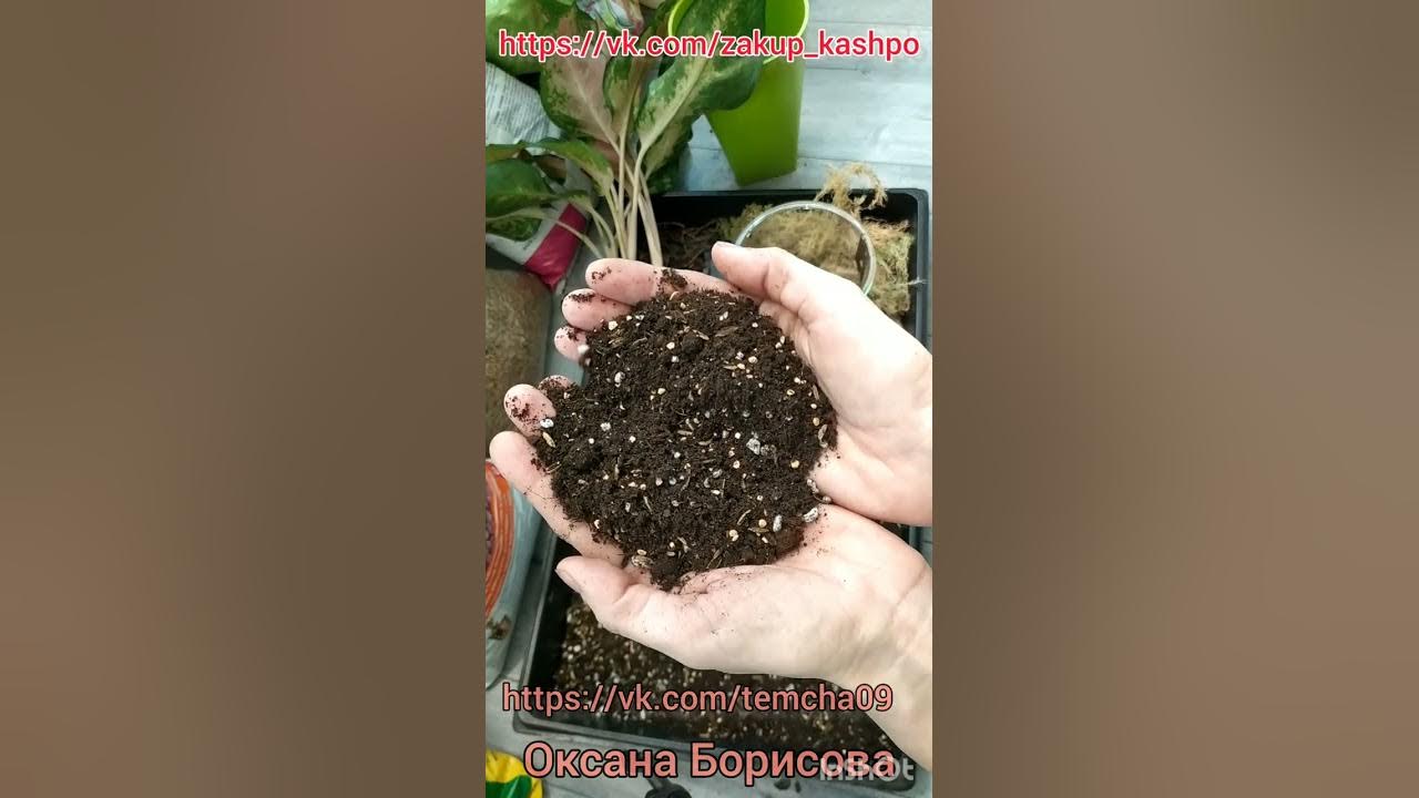Аглаонема. Пересадка в горшок с фитильным поливом. - YouTube