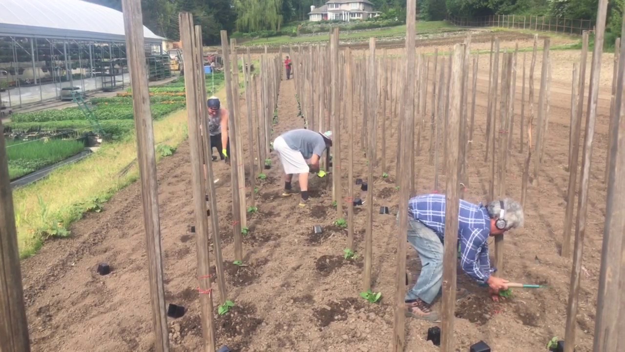 Planting pole bean. - YouTube