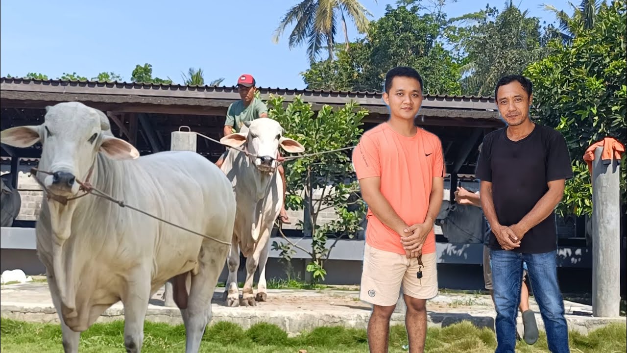 KANDANG SETIA FARM ISI FULL SAPI JUMBO - YouTube