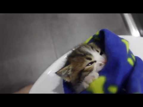 Nygma - mordiendo la mantita