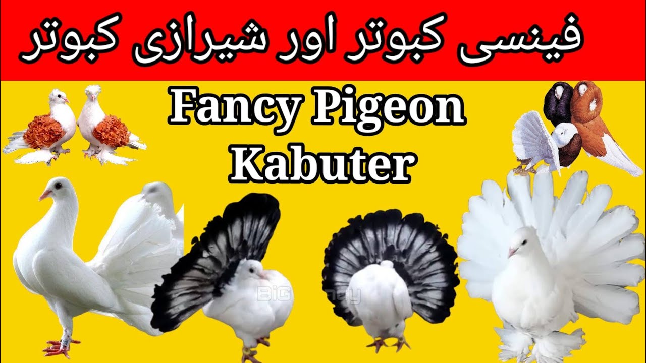 Fancy pigeon collection ! top most beautiful pigeon ! Fancy kabootar ...