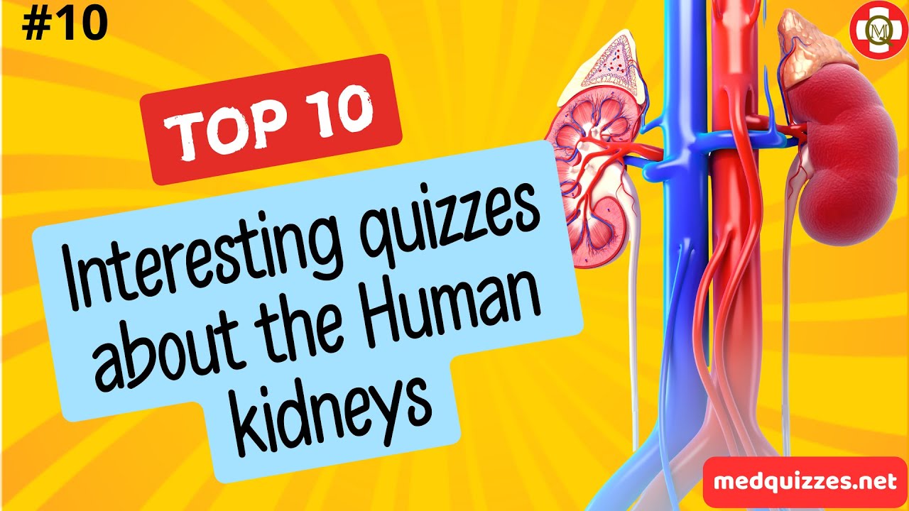 #10. Test Your Knowledge on Human Kidneys Now! - YouTube