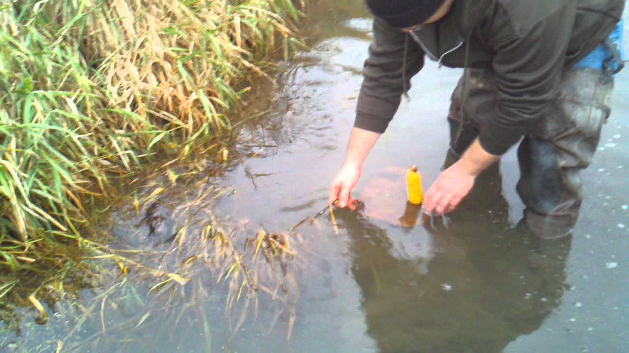 Muskrat float (catch) - YouTube