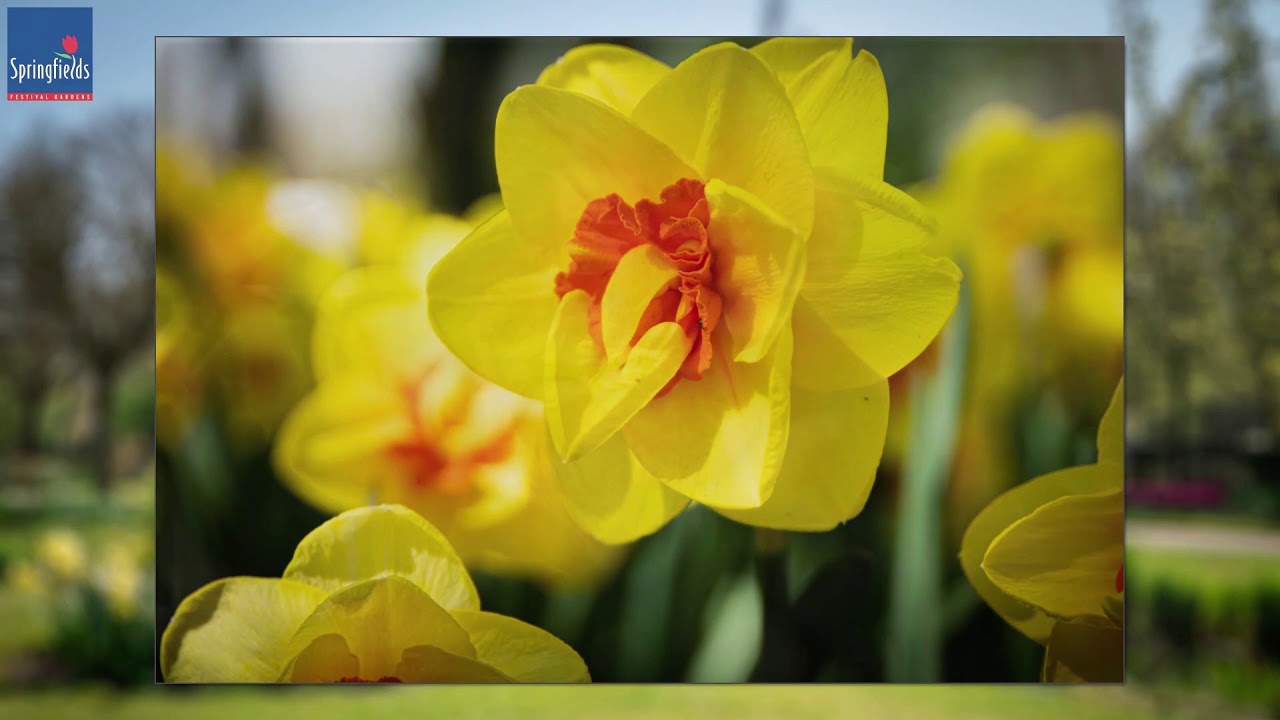Springfields Festival Gardens Easter Spring Blooms 2020 - YouTube