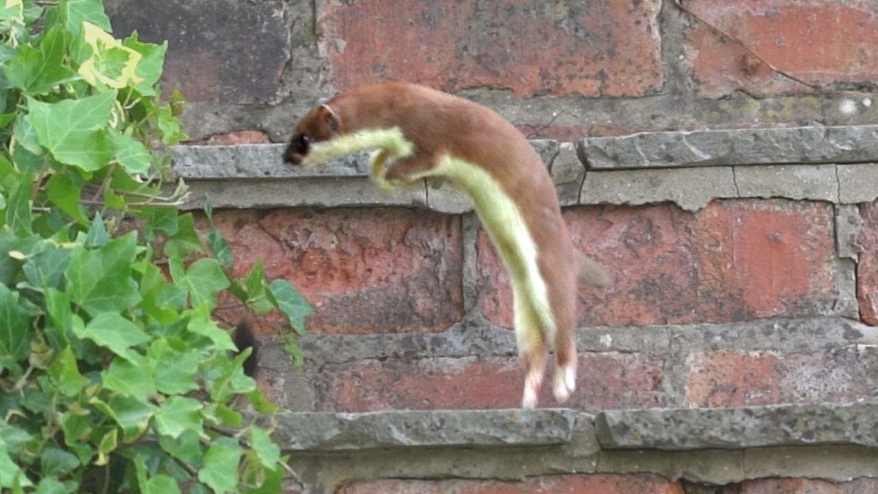 Cute Stoat Kits at Play | Discover Wildlife | Robert E Fuller - YouTube
