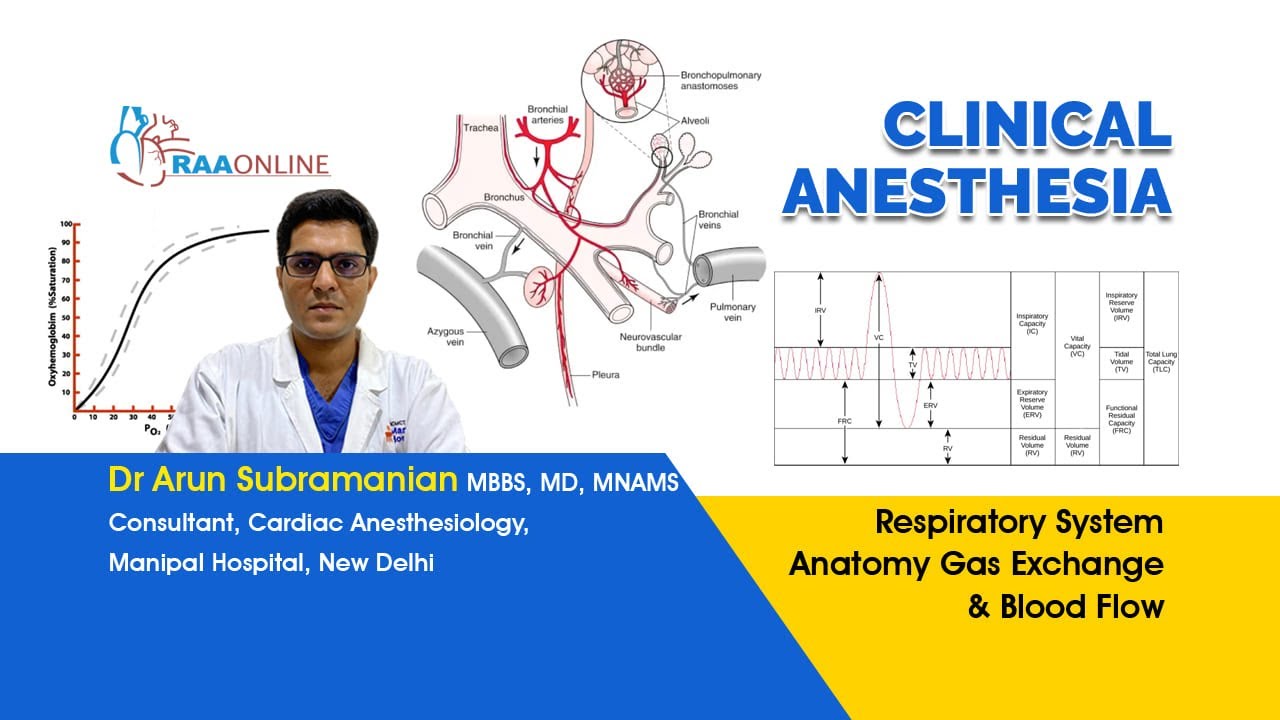 RS - Anatomy of Gas Exchange and Blood Flow - YouTube