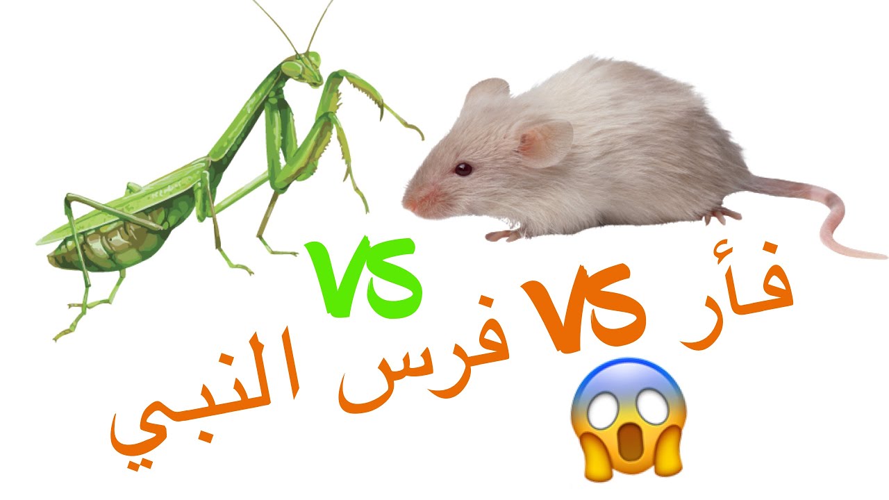 Mouse 🐁 vs Praying Mantis ☝️ - YouTube