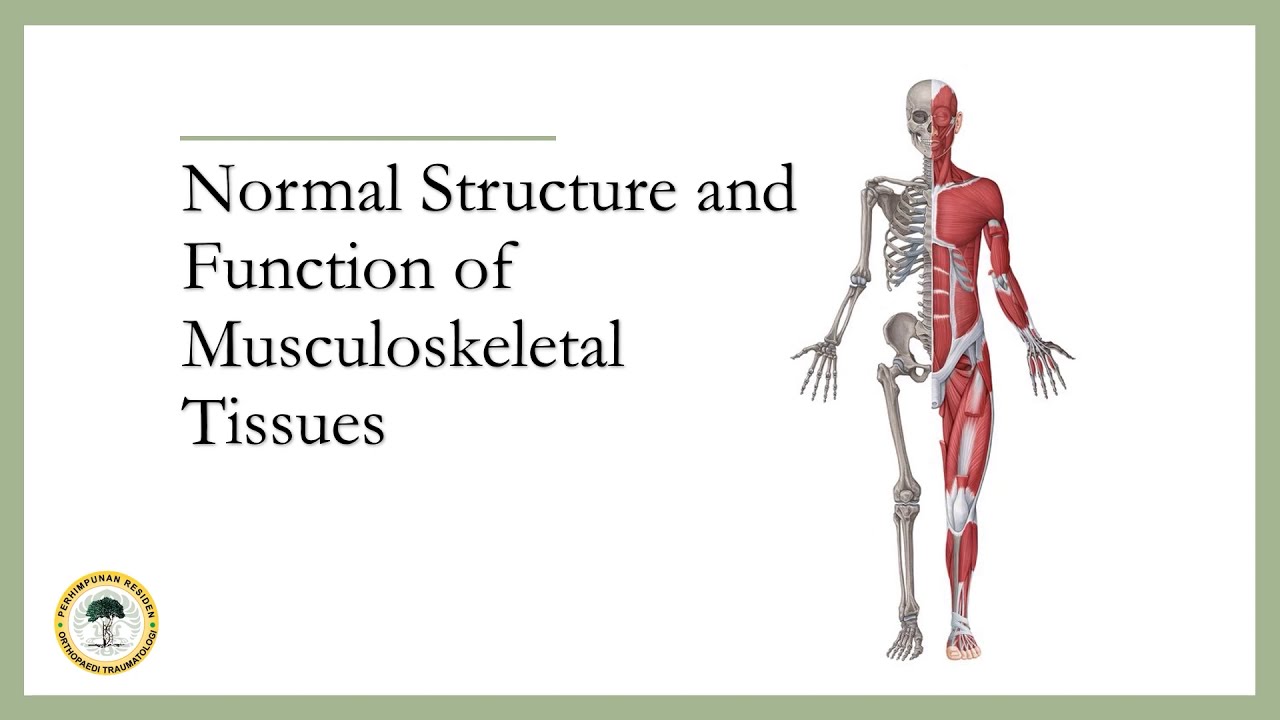 Chapter 2: Normal Structure and Function of Musculoskeletal Tissues ...