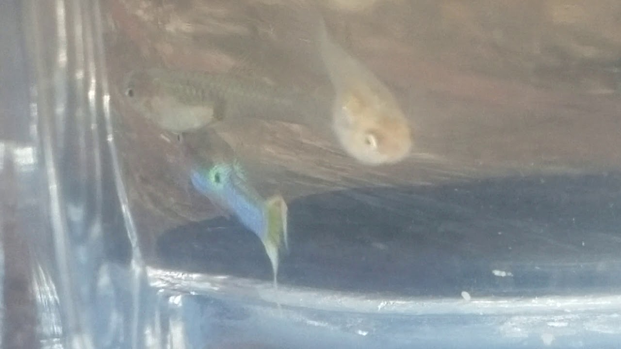 A306b Japan Blue Swordtail Guppies - YouTube